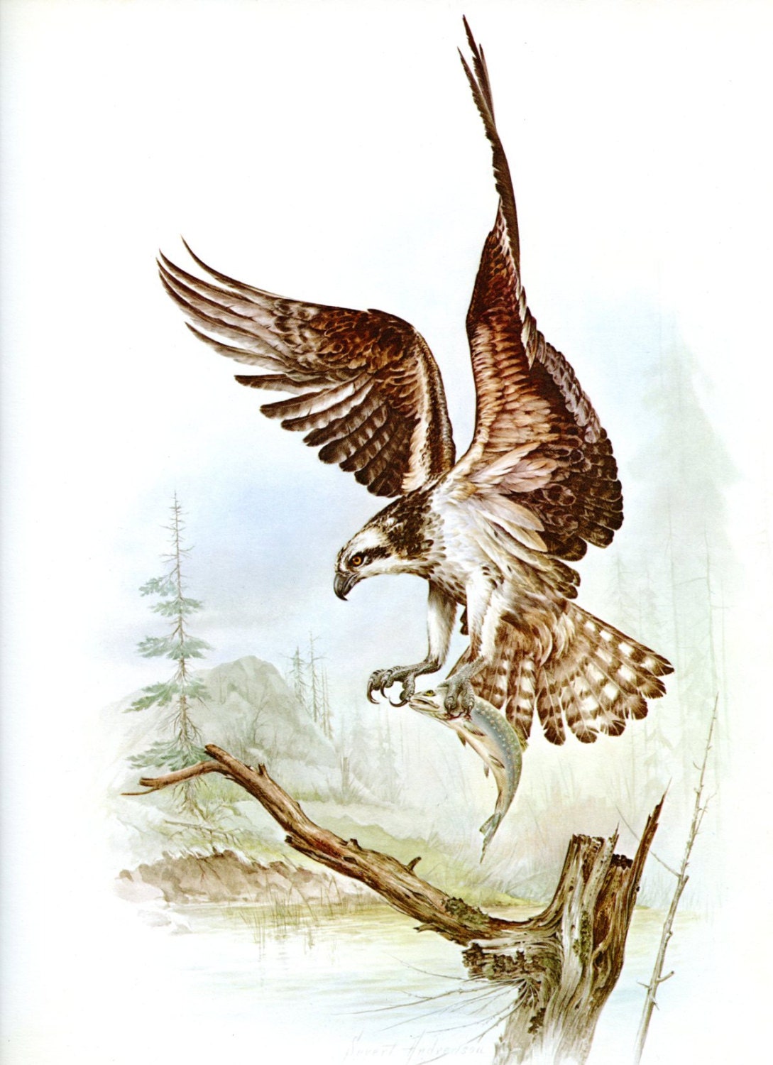 Wonderful OSPREY Bird Bookplate Print Wall Art - Etsy