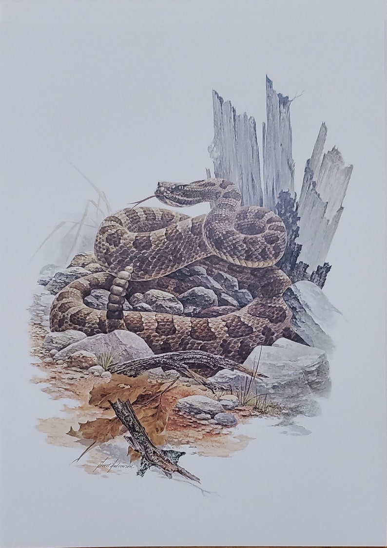 Dangerous MASSASAUGA RATTLESNAKE Animal Bookplate Print Wall Art - Etsy