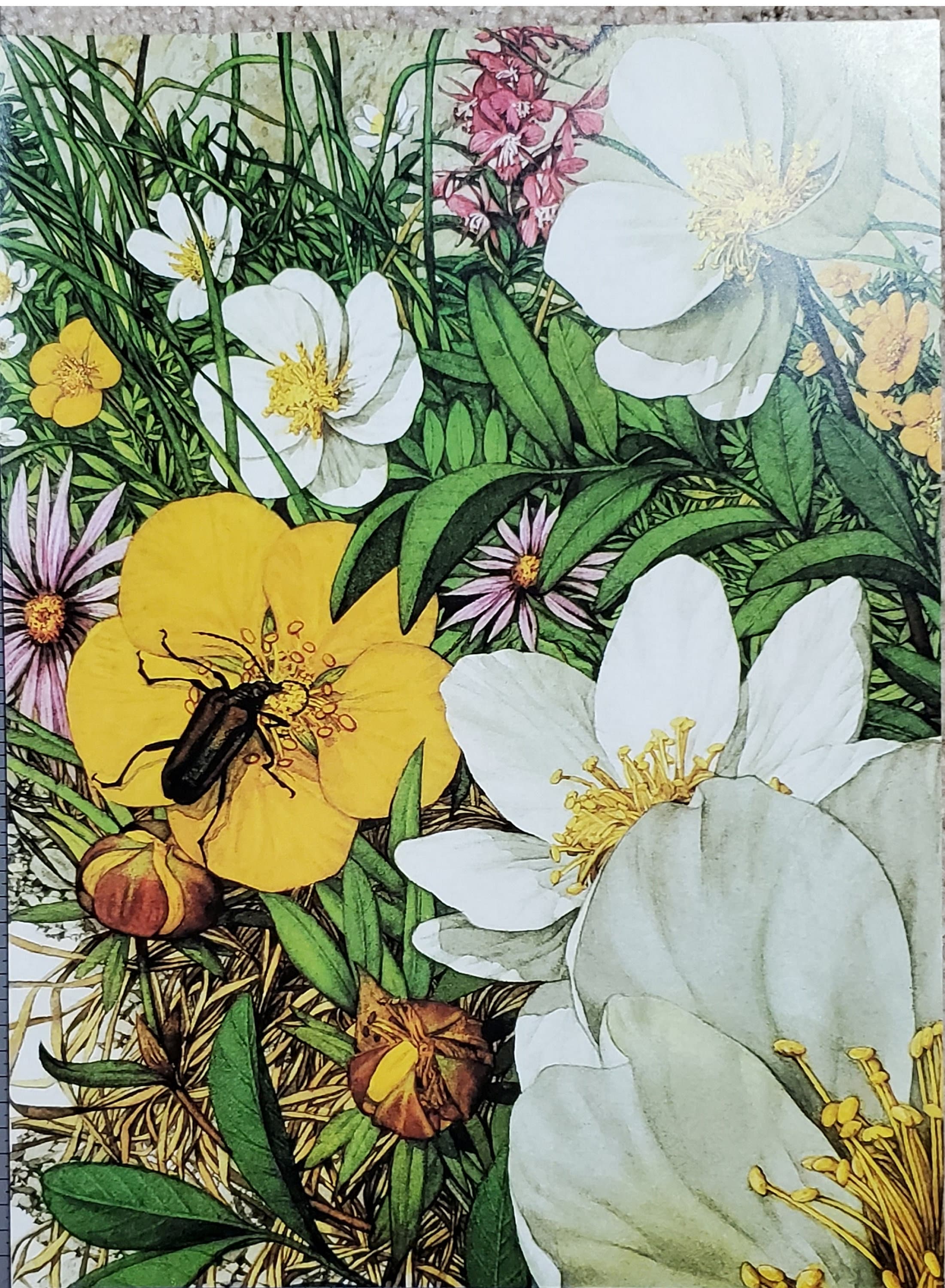 Bev Doolittle Bugged Bear for sale| 91 ads for used Bev Doolittle ...