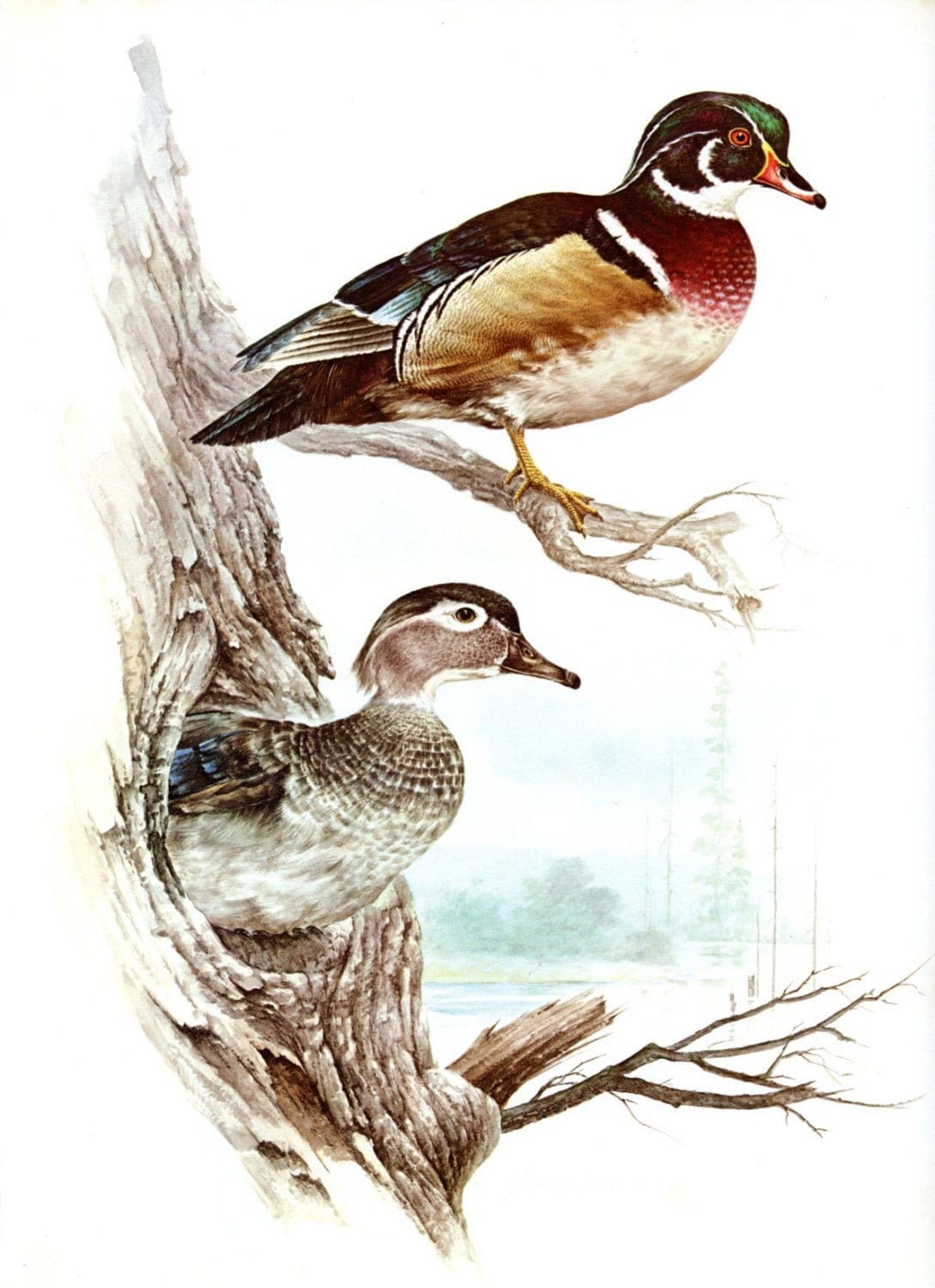 Beautiful WOOD DUCK Bird Bookplate Print Wall Art - Etsy