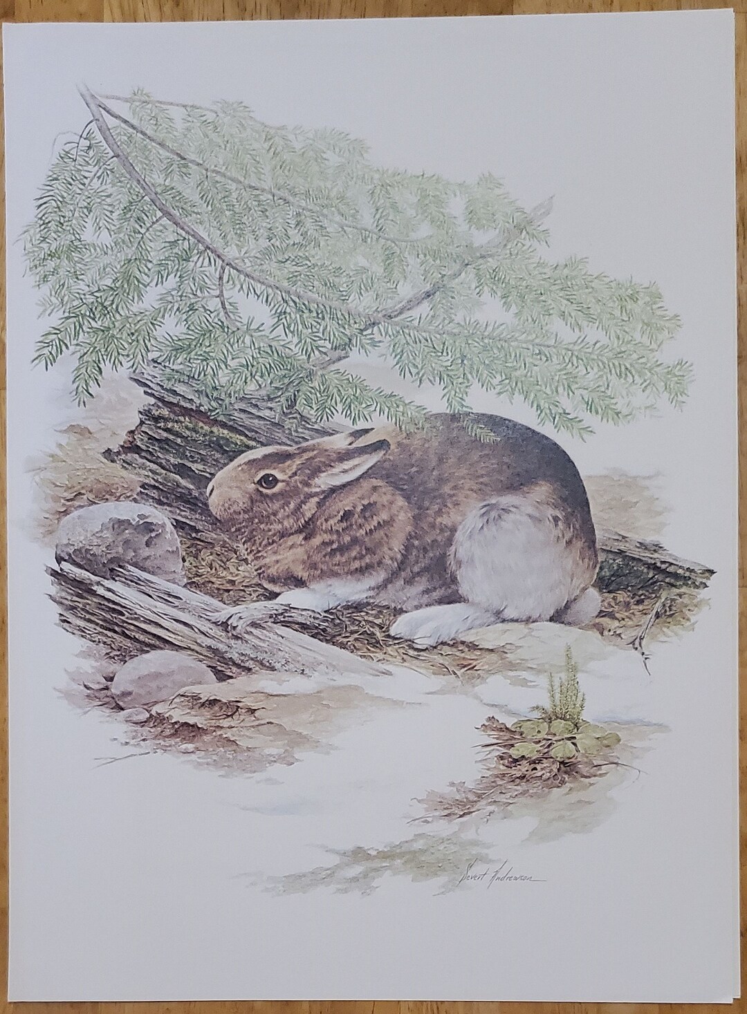 Appealing VARYING HARE Animal Print Wall Art - Etsy