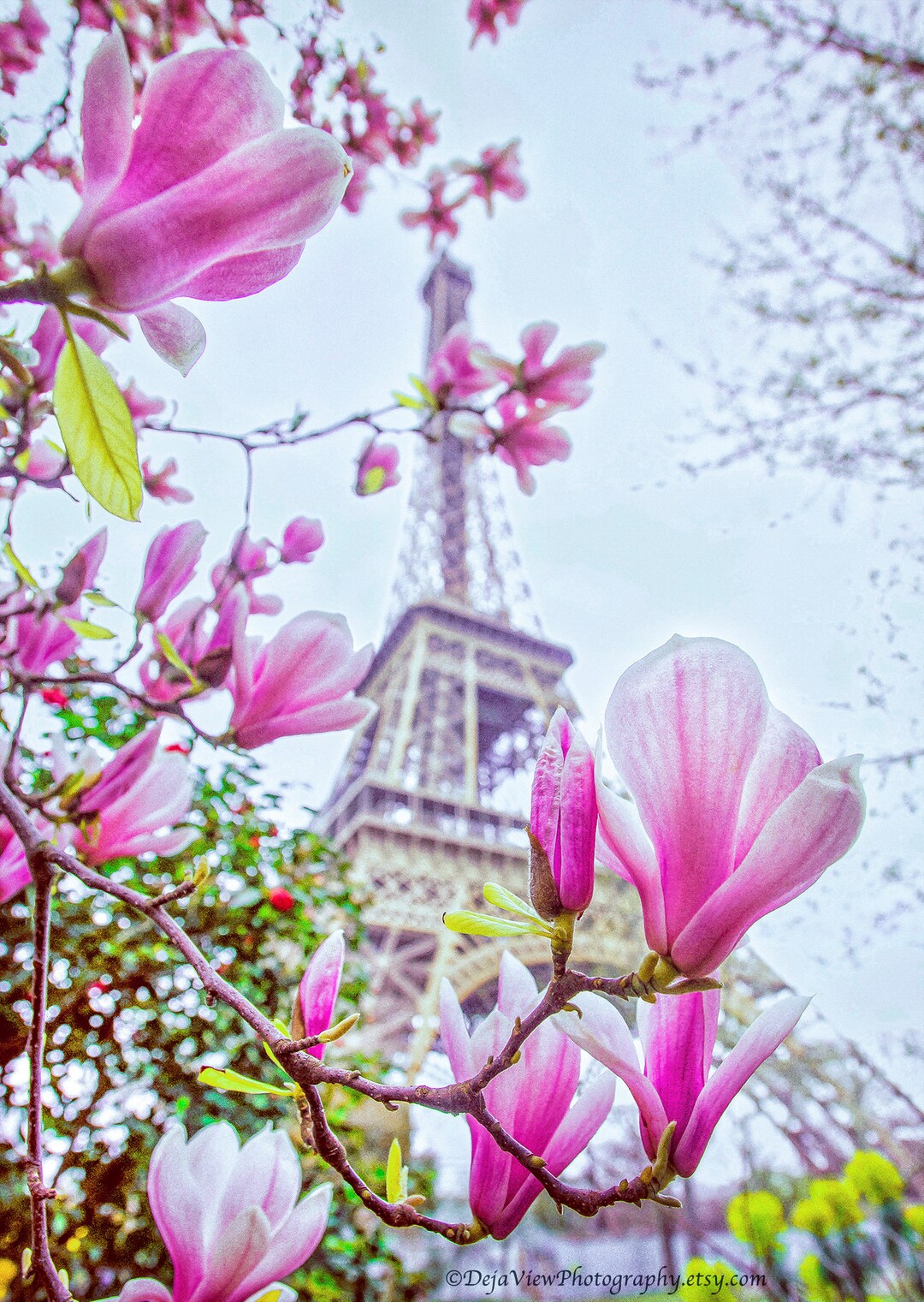 Eiffel Tower, Magnolia Art, Flower Photography, Paris in Spring, Paris ...