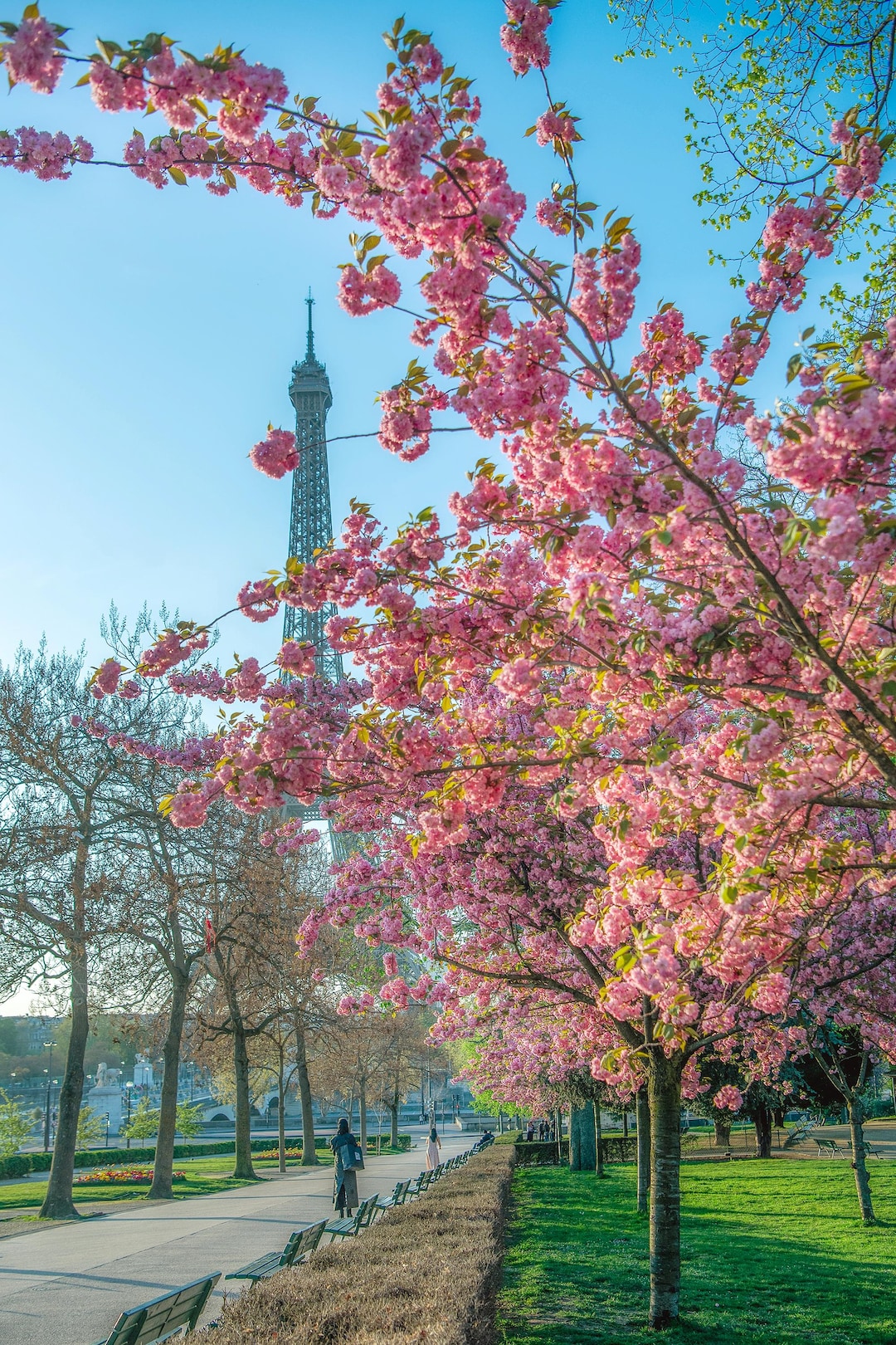 Cherry Blossom Season in Paris, Eiffel Tower Print, Paris Photography ...