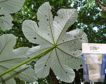 Hemoglobin Plant Singamochila justicia Secunda Tea Servings - Etsy