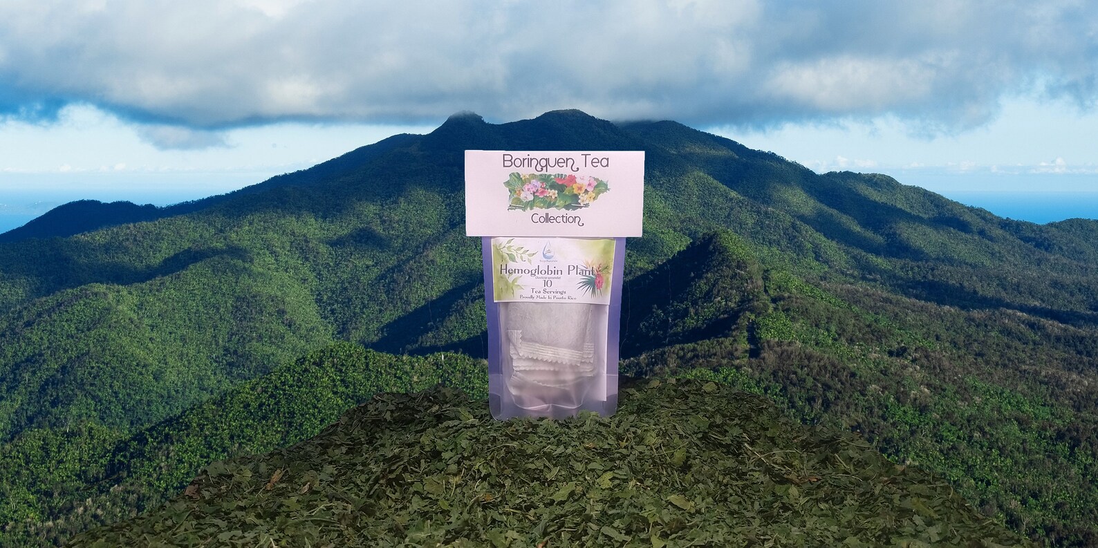 Hemoglobin Plant Singamochila justicia Secunda Tea Servings - Etsy