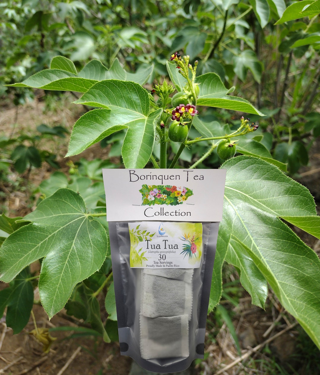 Tua Tua (jatropha Gossypiifolia) Tea Servings, Fine Grit Herb & Extract ...