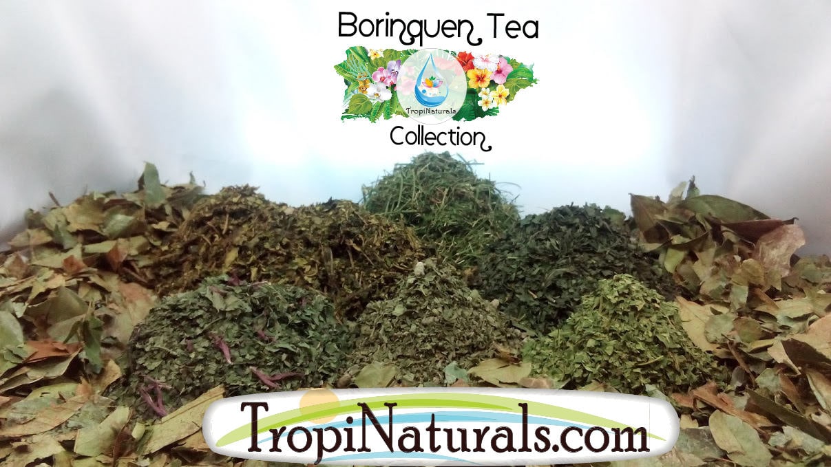 Hemoglobin Plant Singamochila justicia Secunda Tea Servings - Etsy