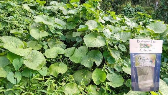 Baquiña Piper peltatum Lepianthes peltata Pothomorphe - Etsy España