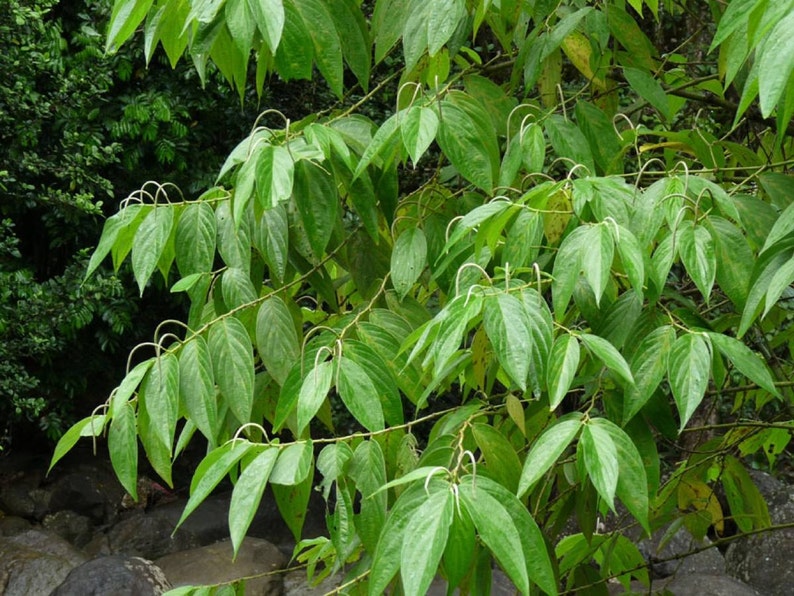 Matico Tea Piper aduncum 20 Servings | Etsy