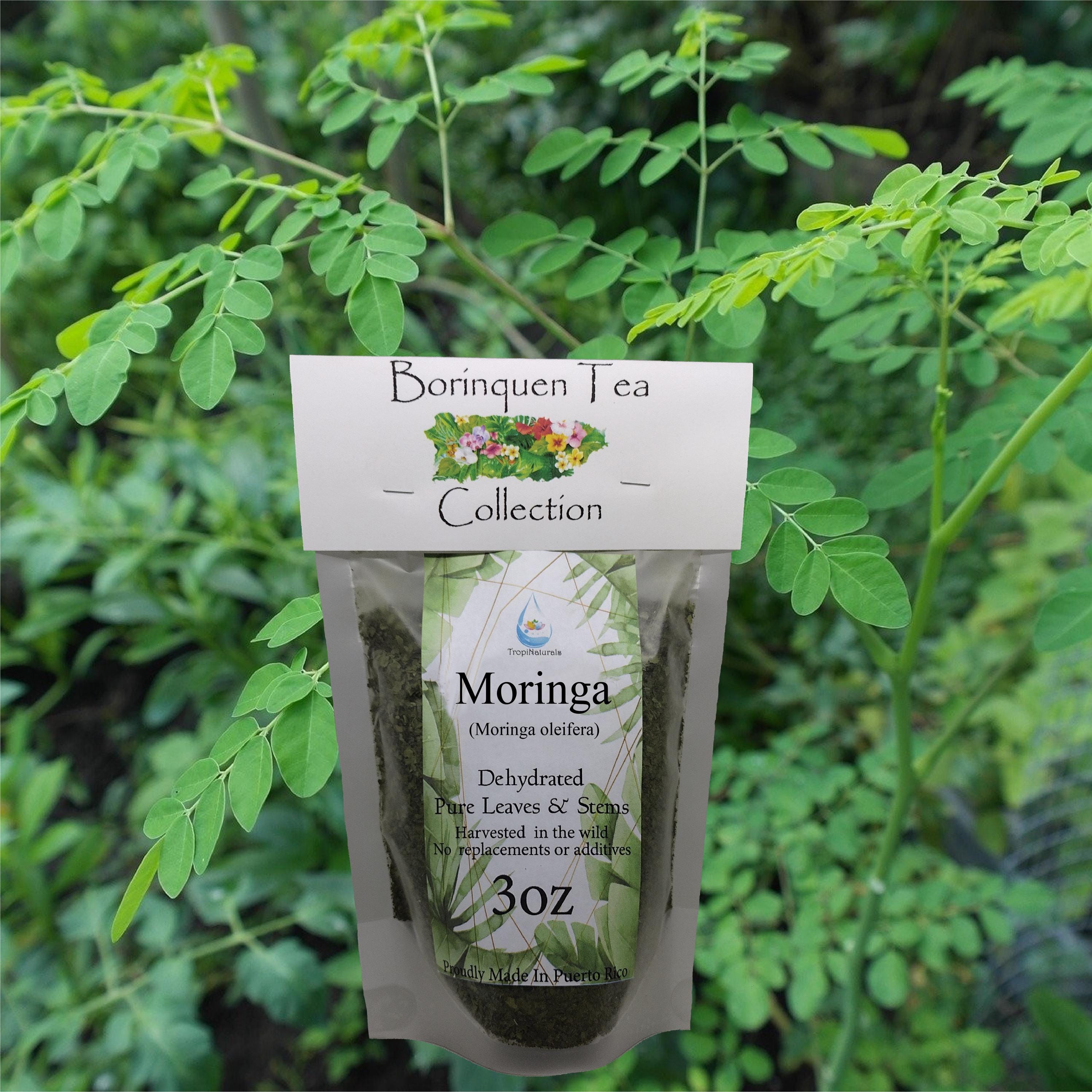 Moringa Tea (moringa Oleifera) Tea Servings & Fine Grit Herb Sale - Etsy