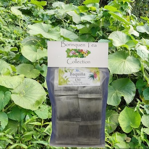 Baquiña (piper Peltatum, Lepianthes Peltata, Pothomorphe Peltata ...