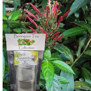 Hemoglobin Plant, Singamochila (justicia Secunda, Dianthera Secunda ...