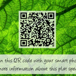 Hemoglobin Plant, Singamochila (justicia Secunda, Dianthera Secunda ...