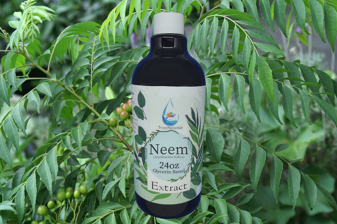 Neem (azardishta Indica) Extract Sale - Etsy