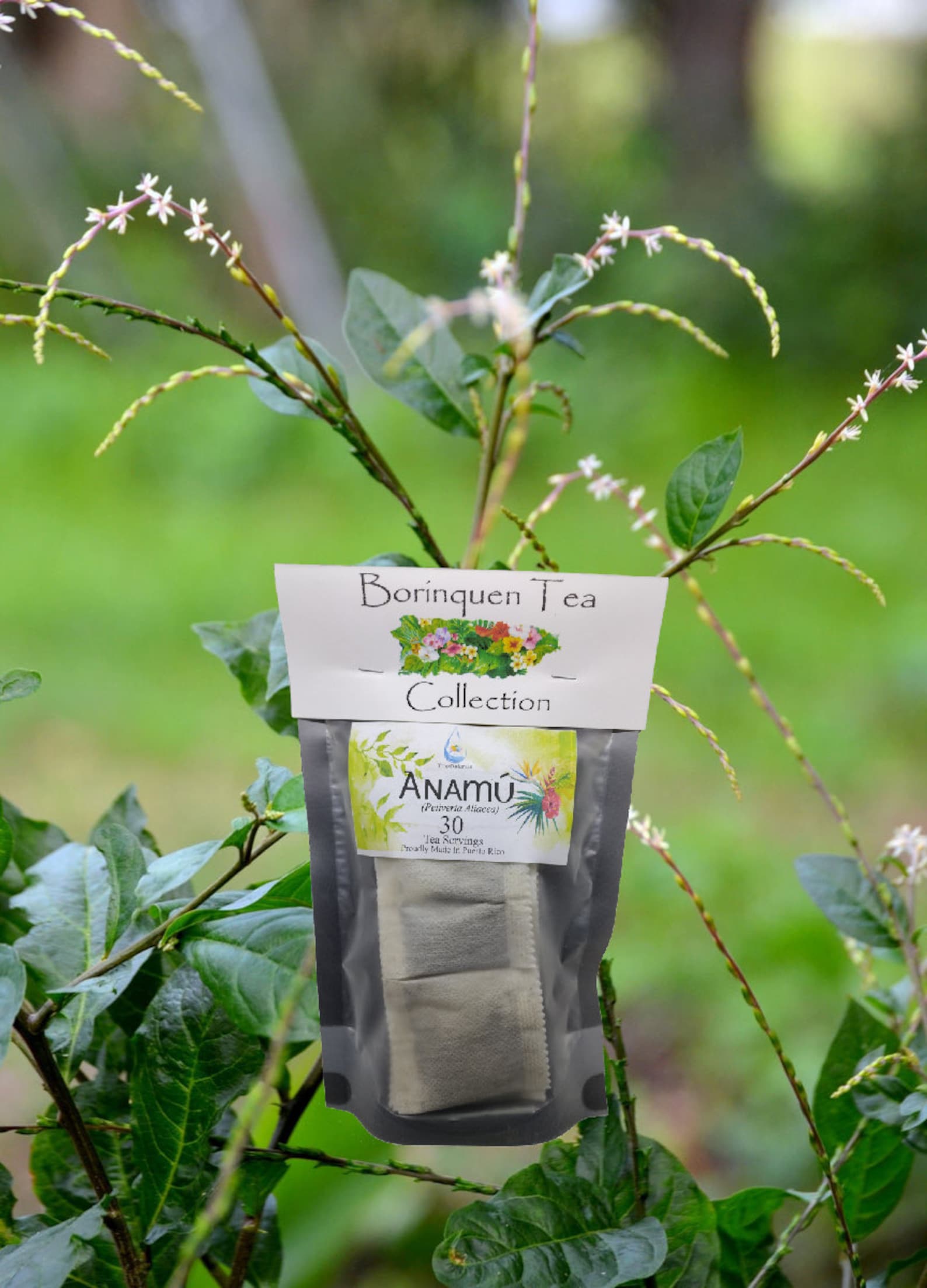 Anamú Leaves petiveria Alliacea Tea Servings & Fine Grit Herb Sale - Etsy