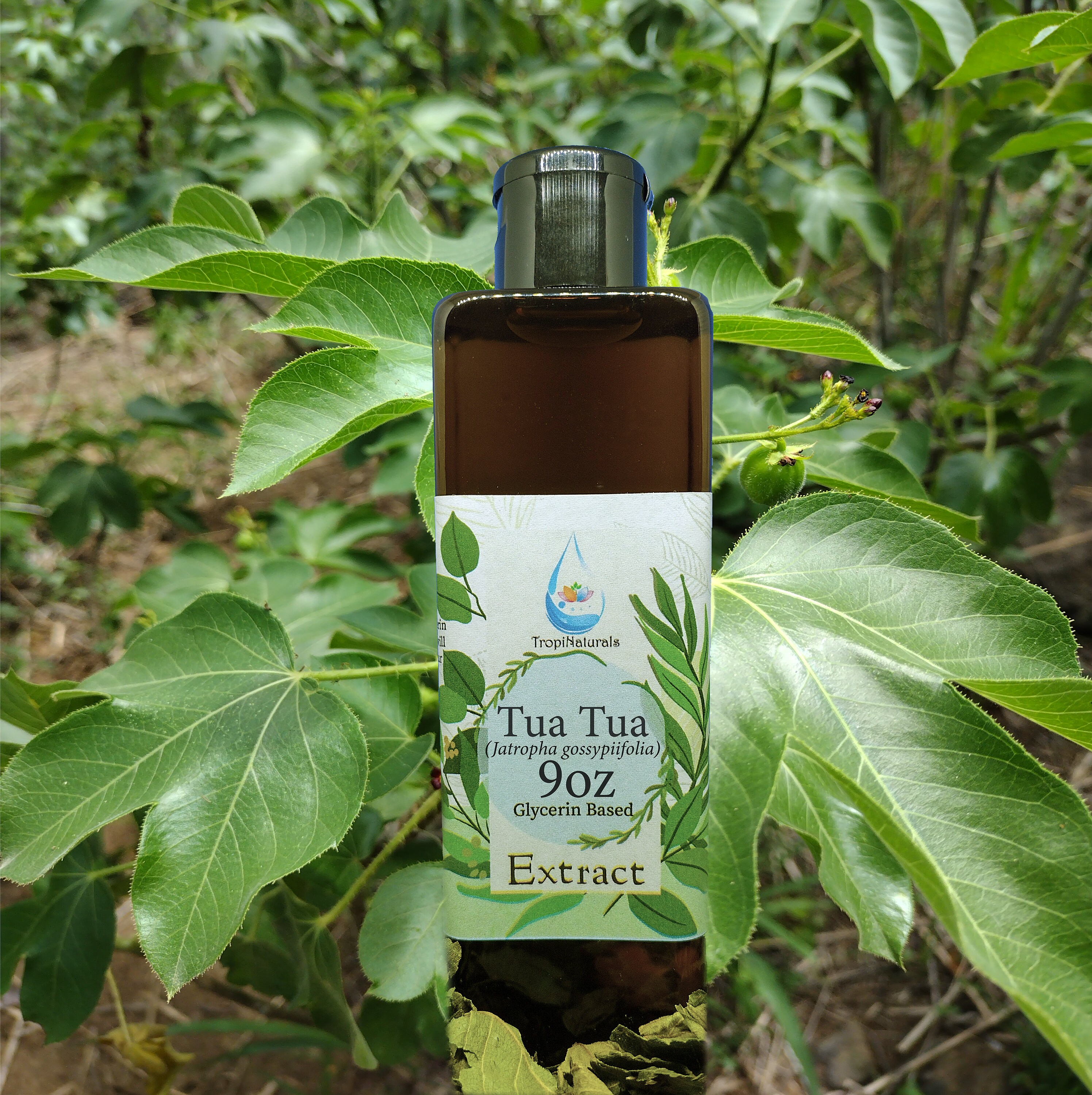 Tua Tua jatropha Gossypiifolia Tea Servings & Loose Herb - Etsy