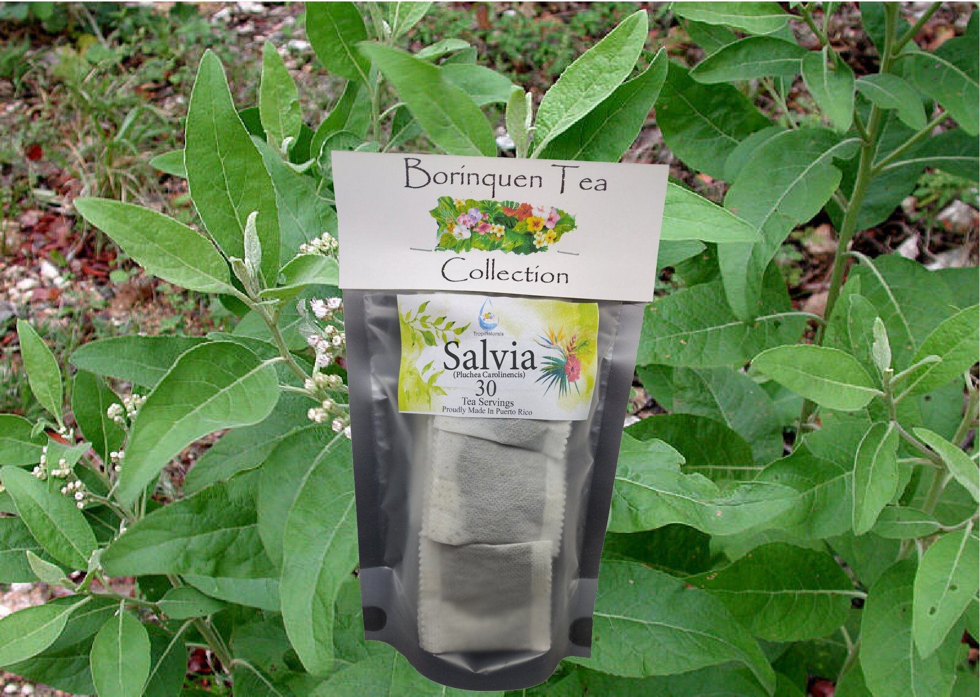 Salvia Blanca / Sage pluchea Carolinencis Tea Servings & - Etsy