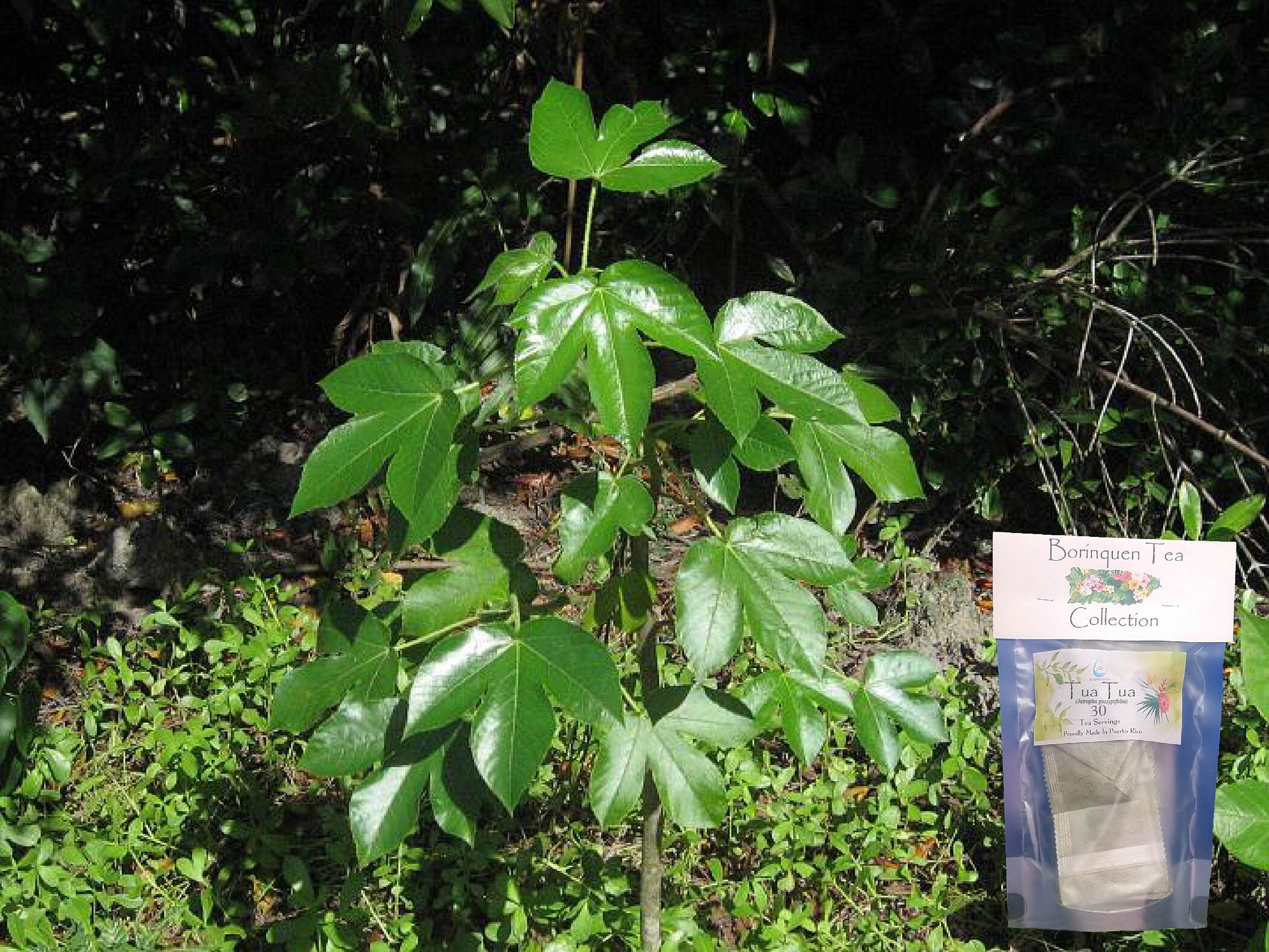 Tua Tua jatropha Gossypiifolia Tea Servings & Loose Herb - Etsy