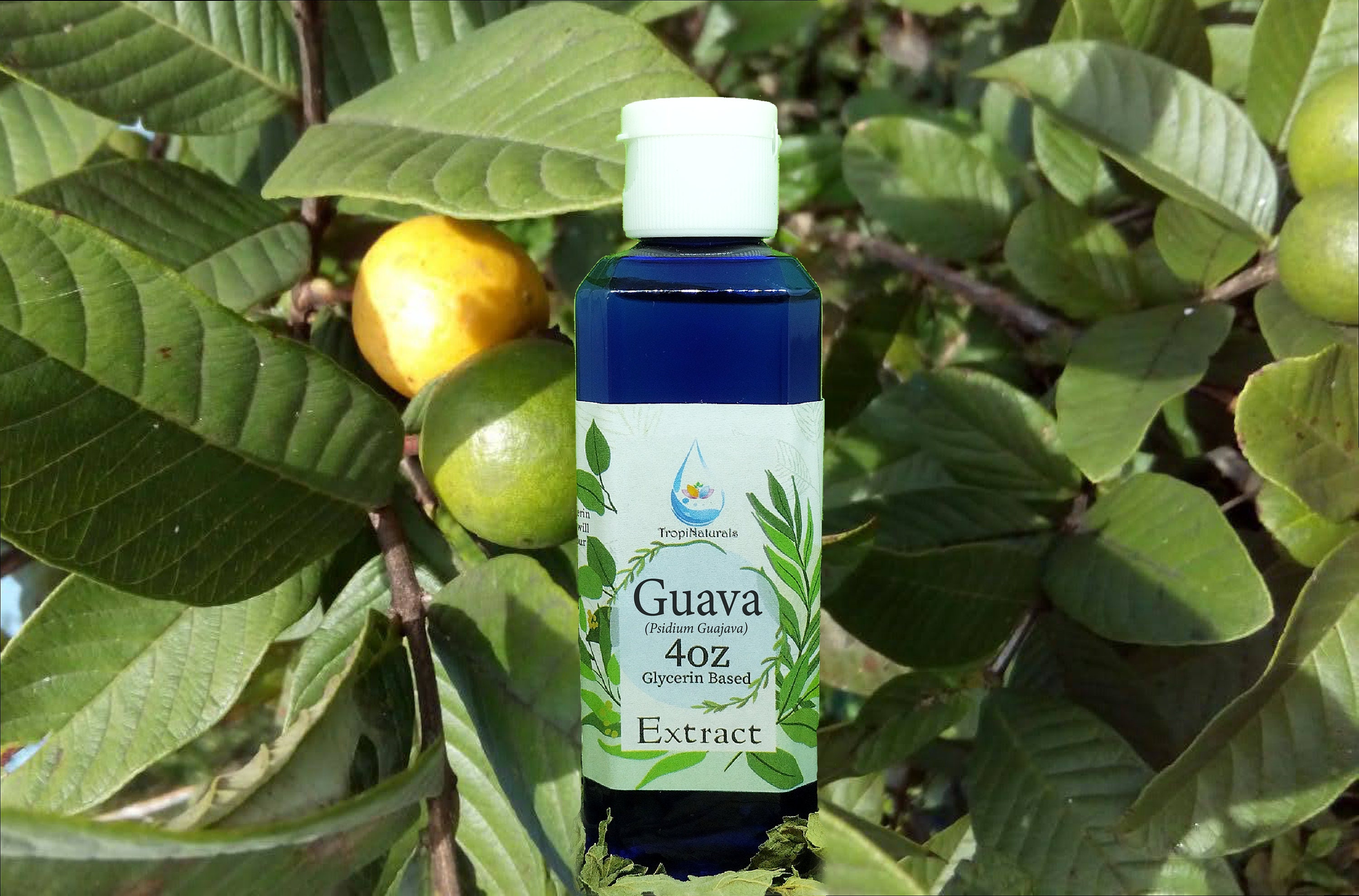 Psidium Guajava Drawing