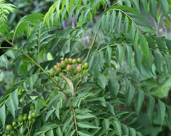 Hemoglobin Plant Singamochila justicia Secunda Tea Servings - Etsy