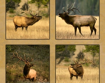 Elk Quilt Panel | Etsy