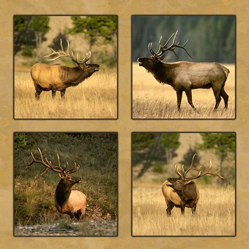 BULL ELK in RUT Quilt Panel Actual Photography Taken and - Etsy