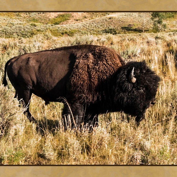 Buffalo Quilt Panel - Etsy