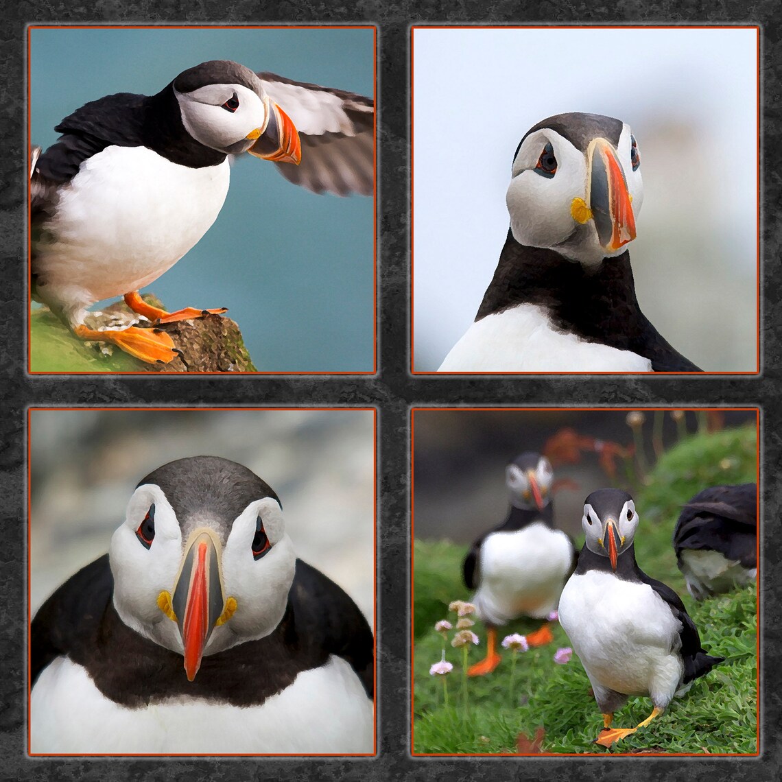 FOUR PUFFINS Quilt Panel of Actual Photography Taken and - Etsy