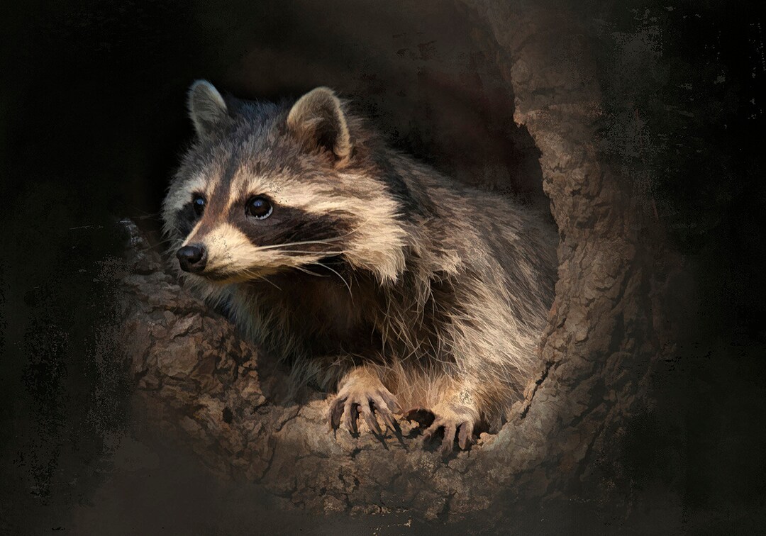 Digital Print Photography SINGLE BABY RACCOON for a Quilt Panel Actual ...