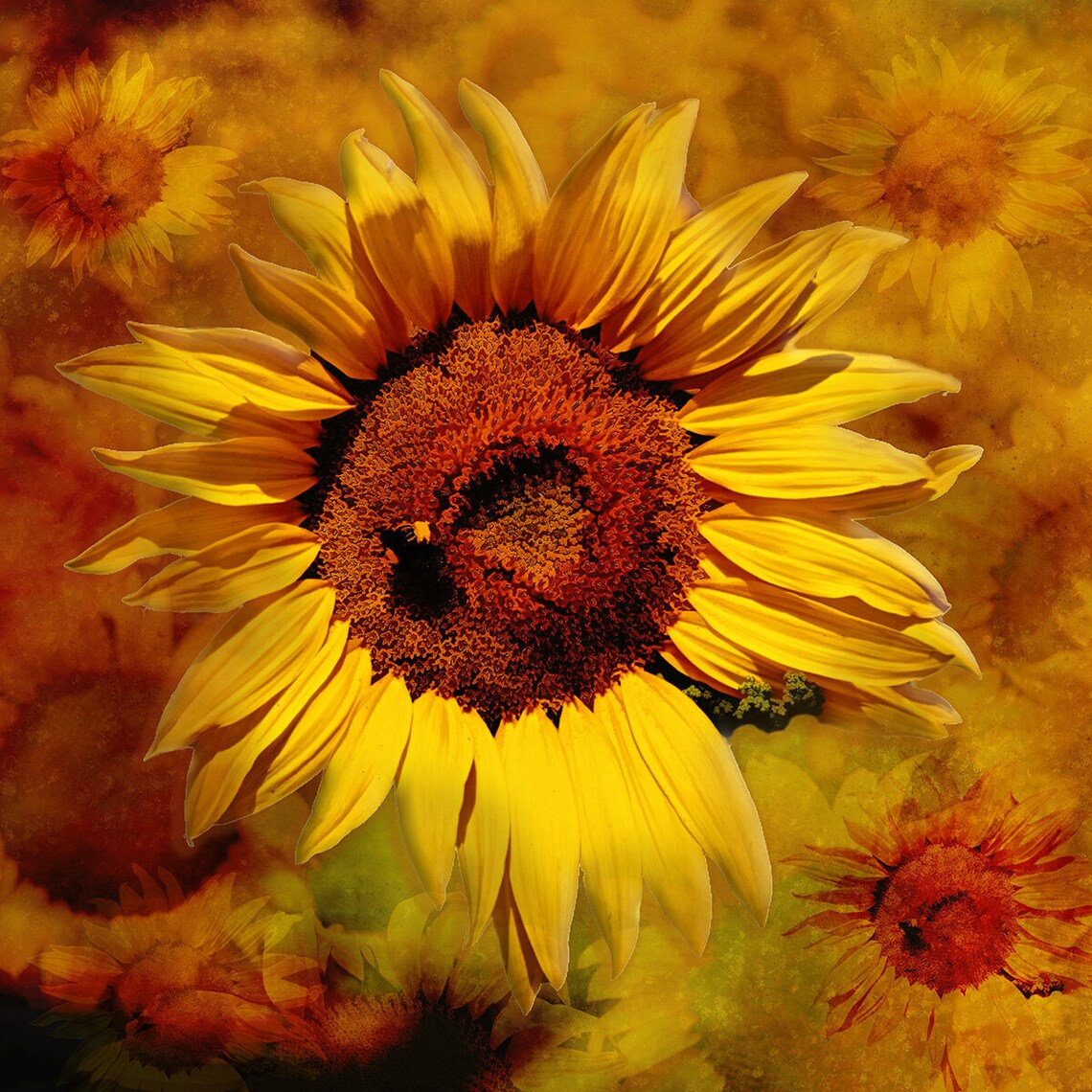 Abstract SUNFLOWER QUILT PANEL and Digitally Printed - Etsy