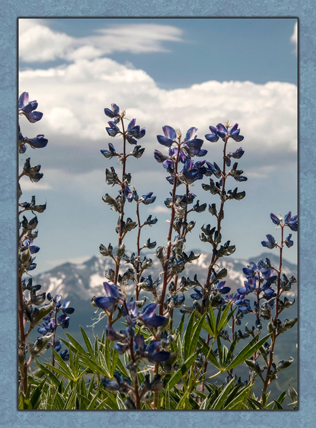 MOUNTAIN LUPINE SINGLE Quilt Panel Actual Photography Taken and ...