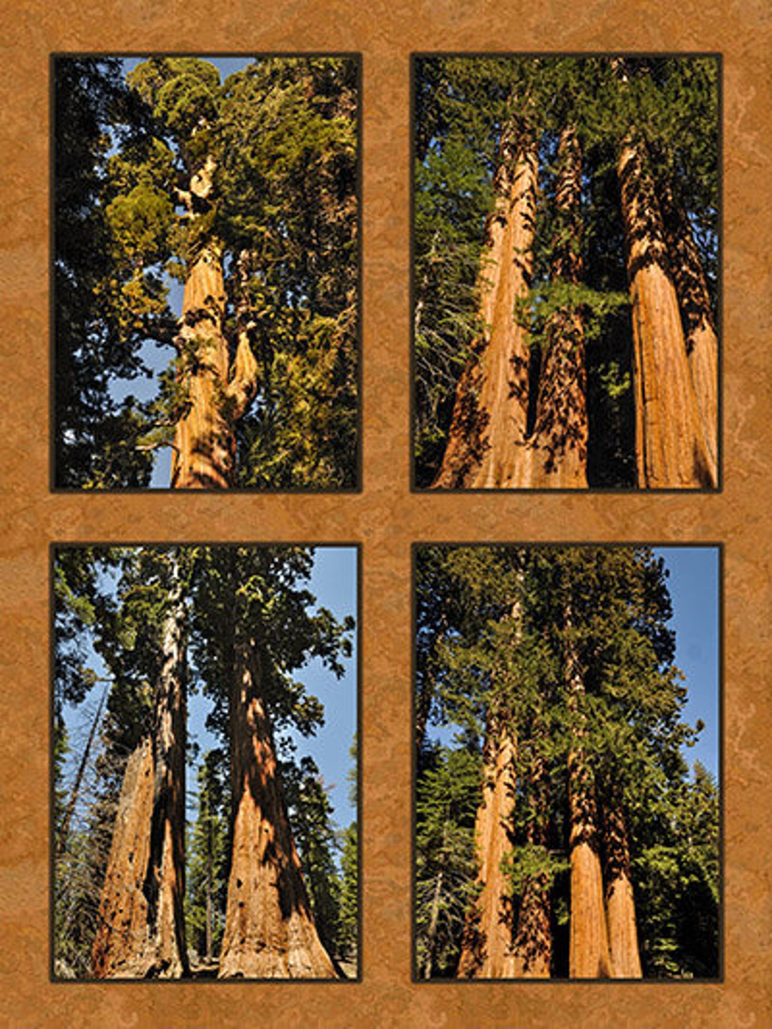 SEQUOIA NATIONAL PARK Quilt Panel Actual Photography Digitally - Etsy