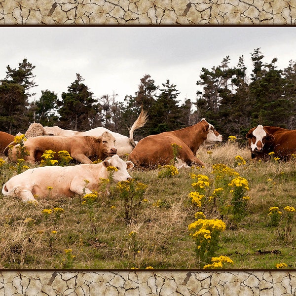 Cow Quilt Panel - Etsy