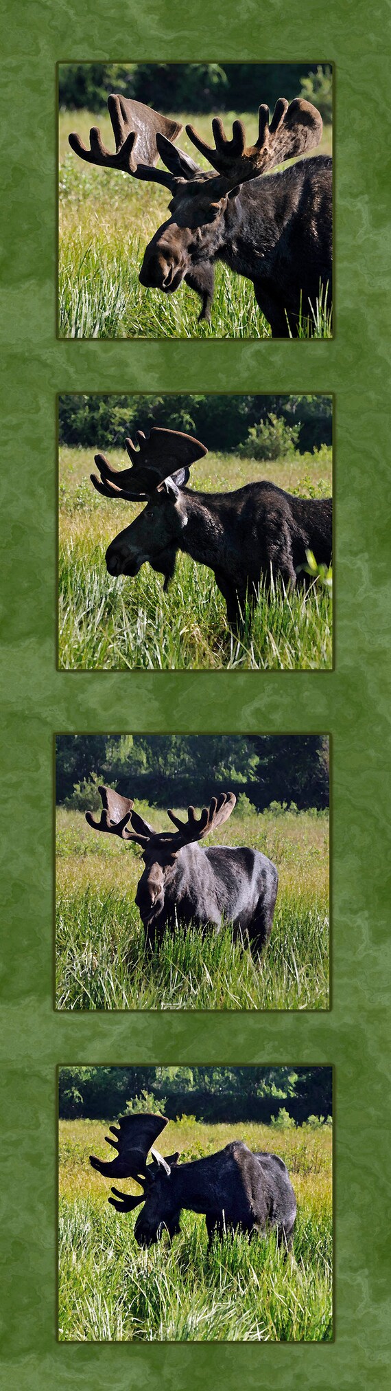FOUR MOOSE QUILT Panel of Actual Photography Taken and - Etsy