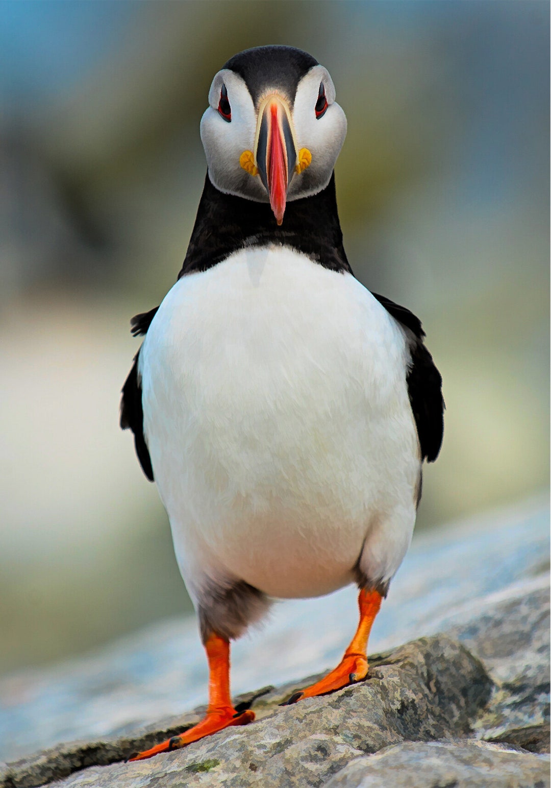 SINGLE PUFFIN Quilt Panel Actual Photography Taken and Digitally ...