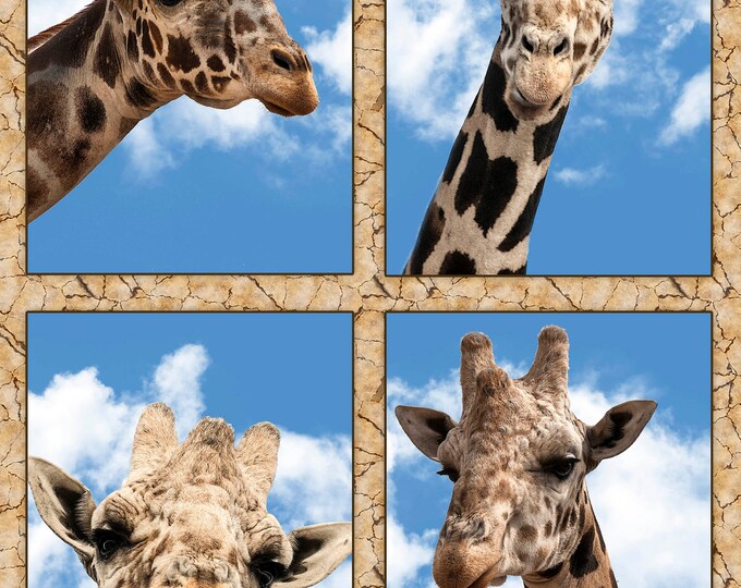 FOUR GIRAFFES Quilt Panel of Actual Photography Taken and - Etsy