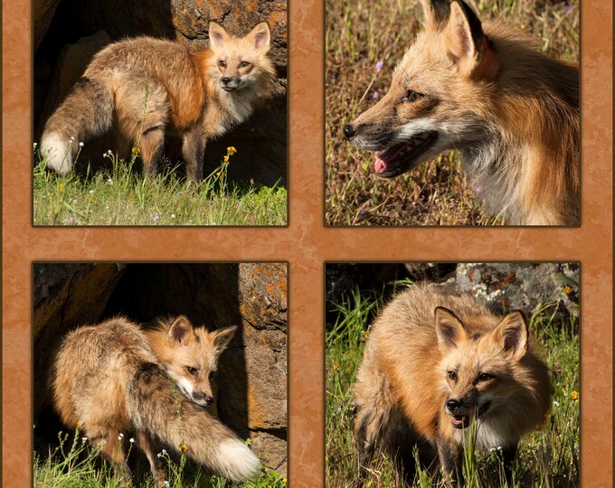FOUR RED FOXES Quilt Panel of Actual Photography Taken and Digitally ...