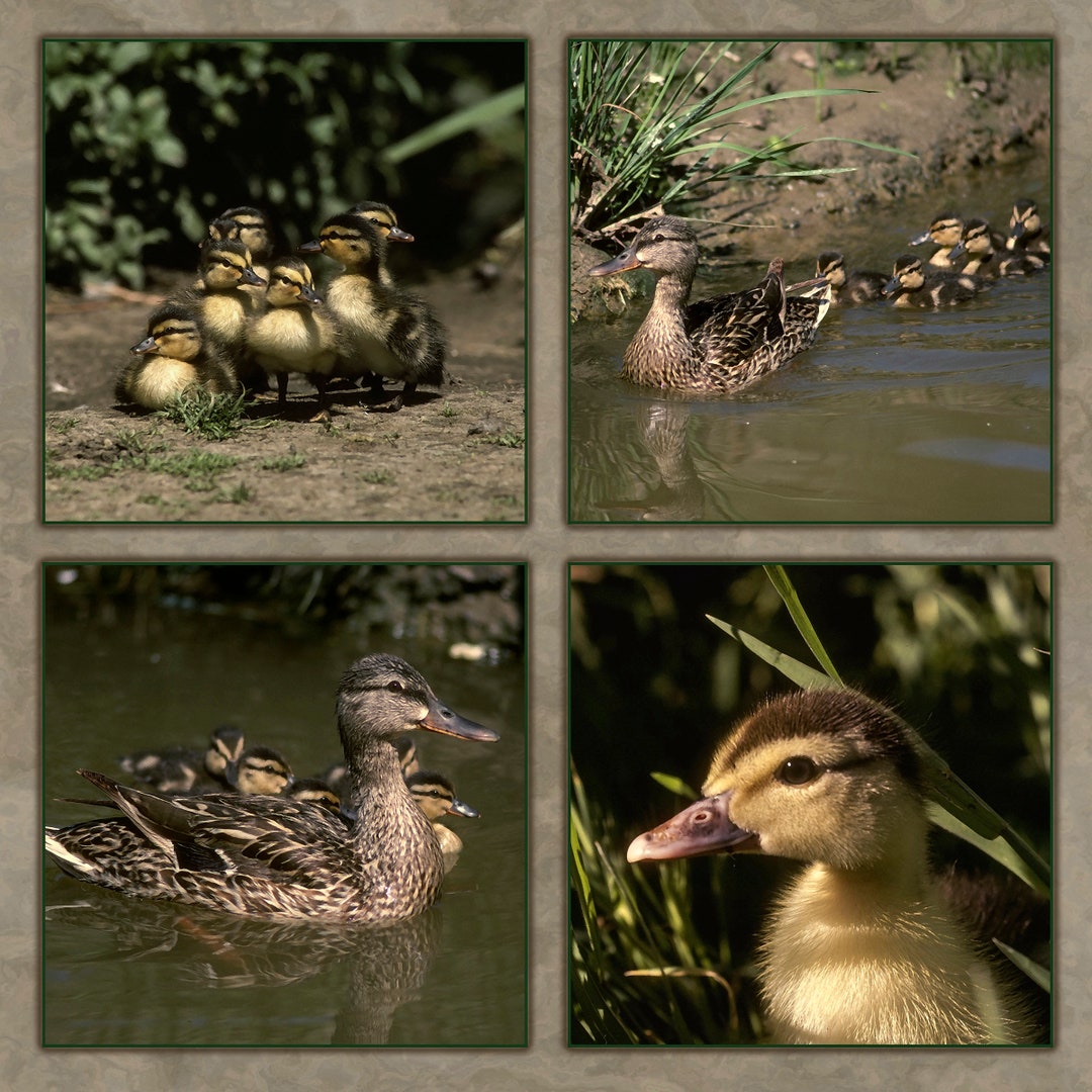 MALLARD DUCK FAMILY Quilt Panel of Actual Photography Taken and ...