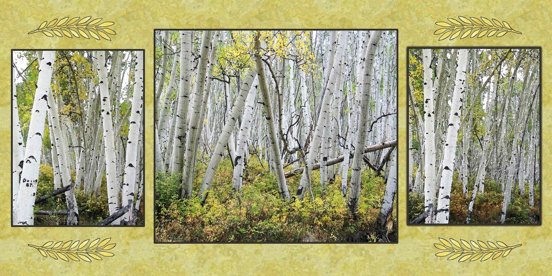 THREE Panel Leaning ASPEN/BIRCH Quilt Panel of Actual Photography Taken ...