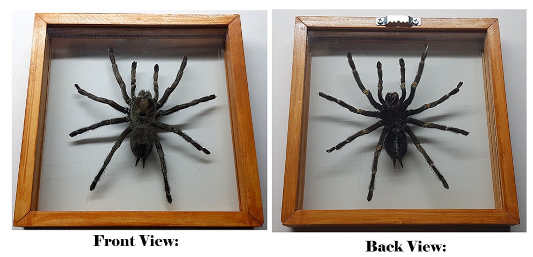 Real Tarantula Spider Specimen in Double Glass Box. Framed - Etsy Canada