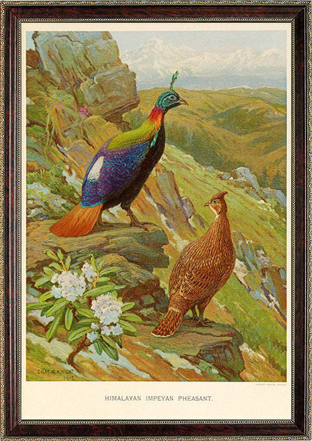 Impeyan Pheasant