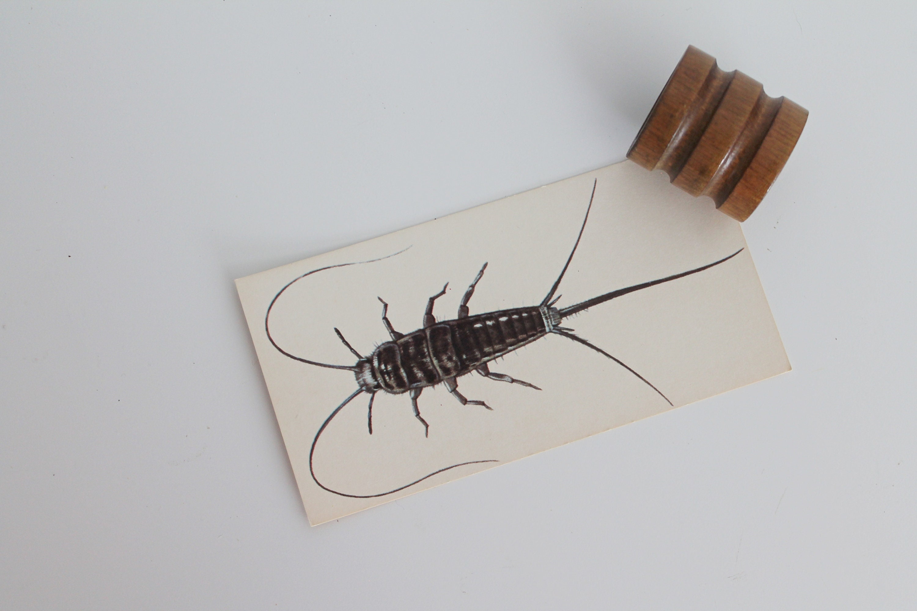 Minecraft Silverfish Face