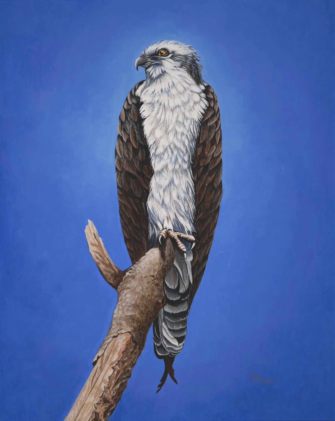 Osprey Art Print - Etsy
