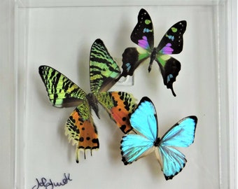 Real butterfly art | Etsy