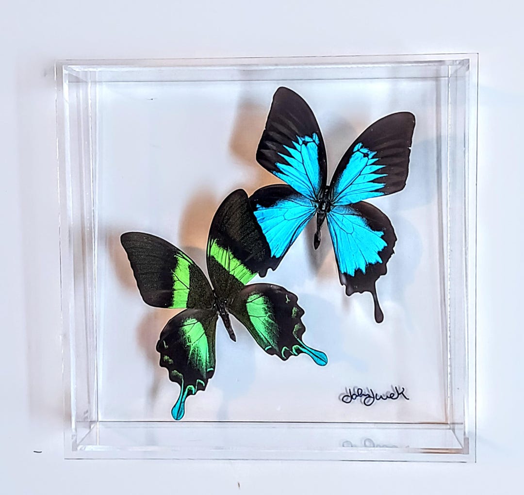 Butterfly Display, Framed Butterflies, Mounted Butterflies, Butterfly ...
