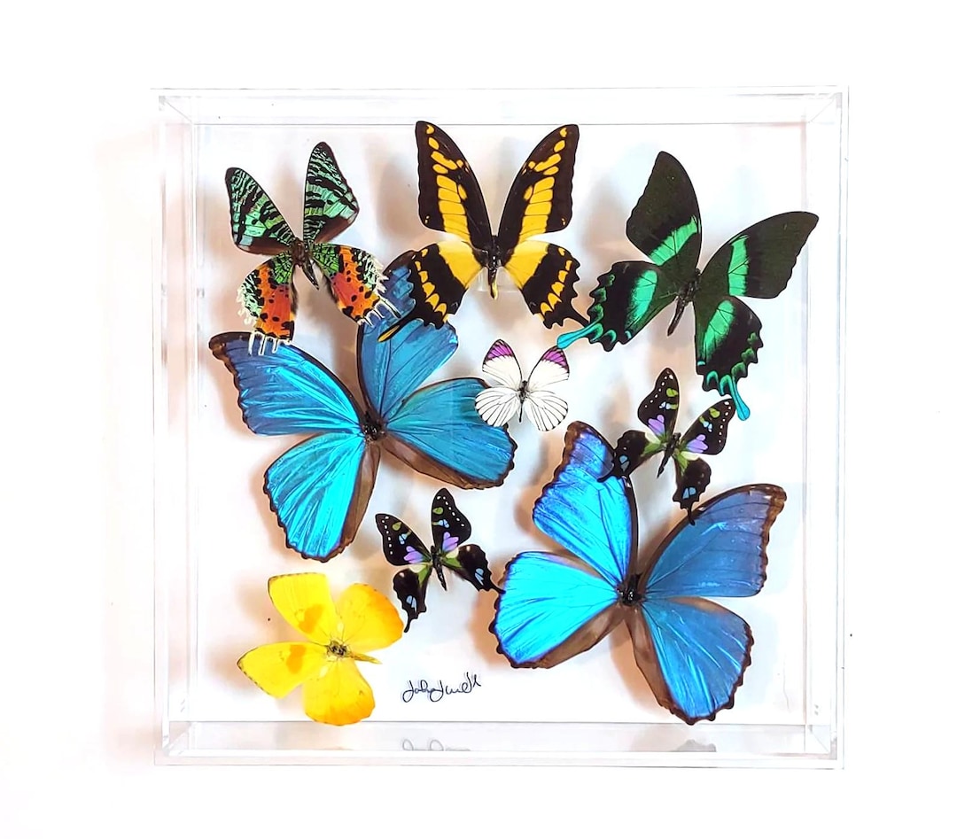 Butterfly Display, Framed Butterflies, Mounted Butterflies, Butterfly ...