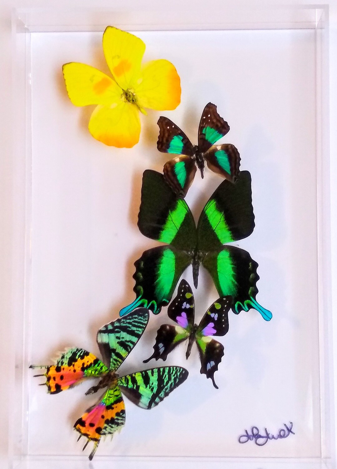 Mounted Butterflies, Butterfly Art, Real Butterfly Artwork, Butterflies ...