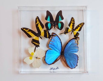 Butterfly Display, Framed Butterflies, Mounted Butterflies, Butterfly ...