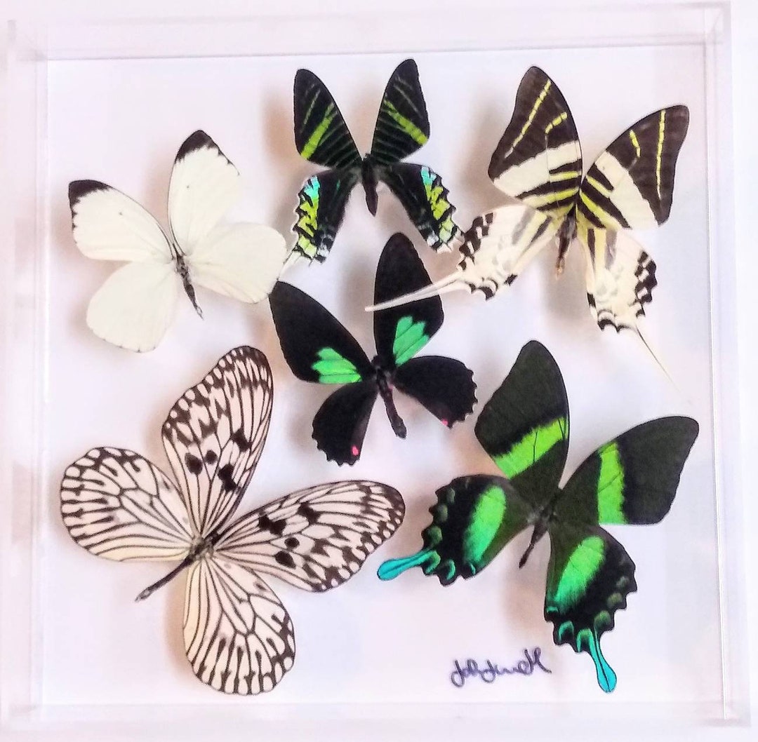 10x10 NEW!, Real Butterfly Display, Real Butterflies Mounted in an ...