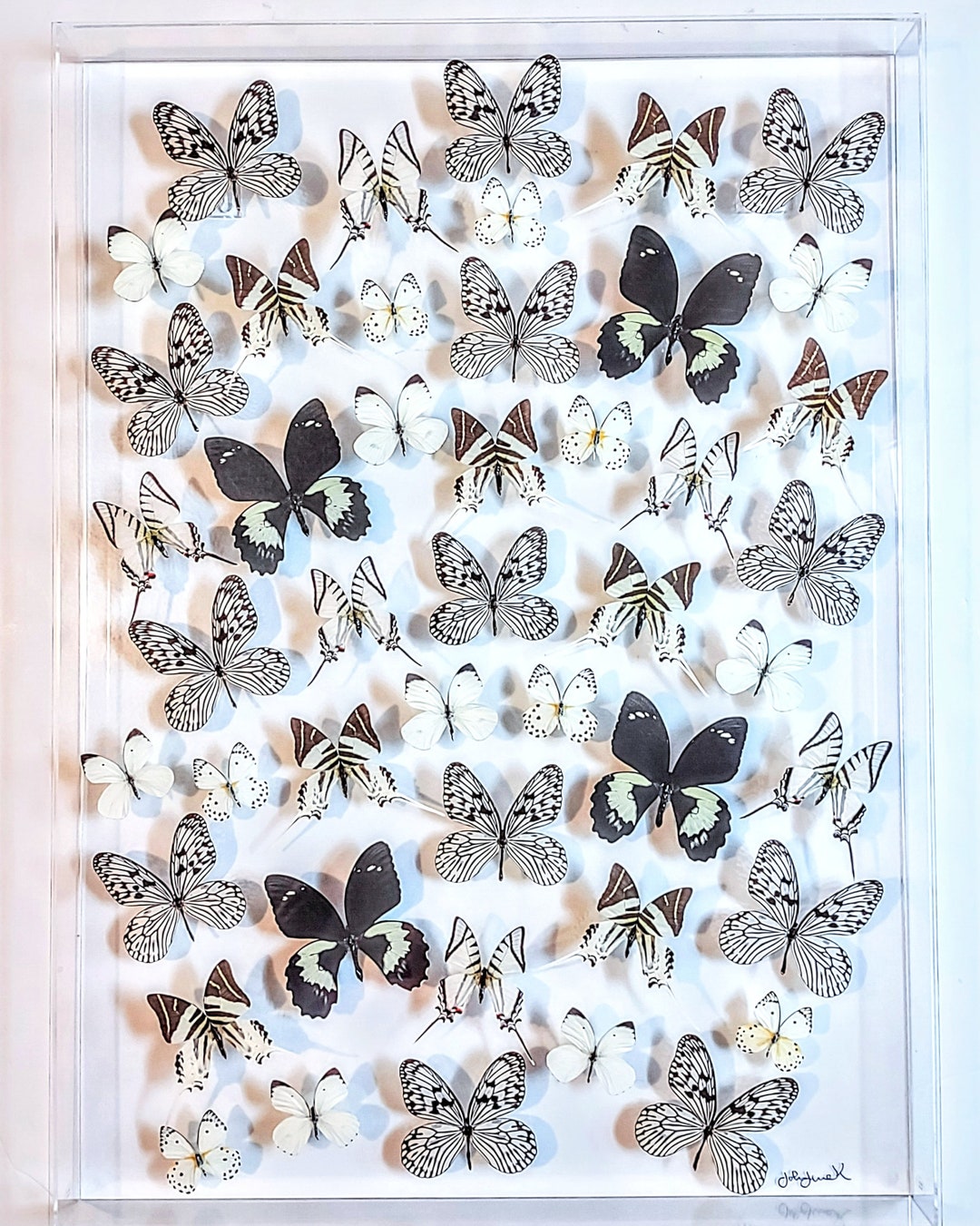 NEW Mounted Butterflies Preserved Butterflies, Butterfly, Butterfly ...